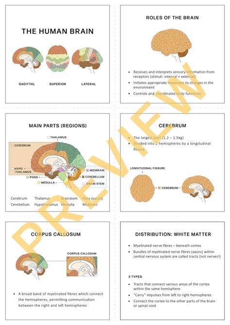 The Human Brain Flashcards Science Educational Resource Exam Prep Cards Biology Worksheets