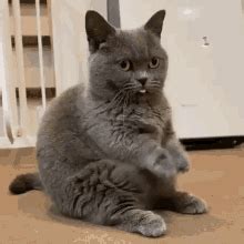Cute Grey Cat S Tenor