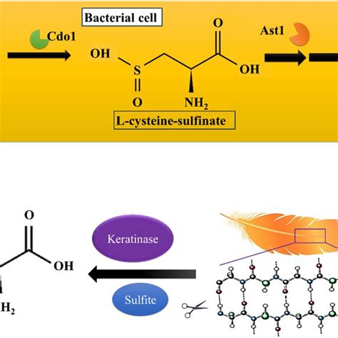 Degradation Of Keratin By Cysteine Mediated Self Circulation Cascade