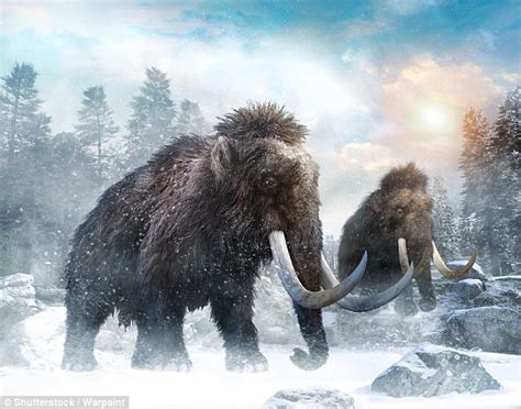 Frozen Mini Mammoth Carcass Unearthed In Siberia Could Be Proof Of A New Species Of Ice Age