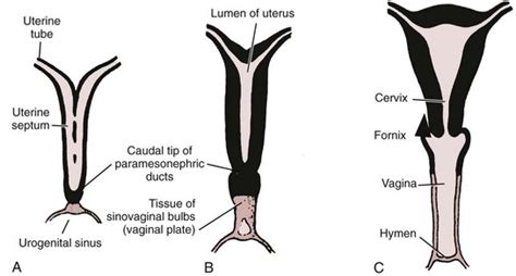 Division Of The Cloaca And Differentiation Of The Female