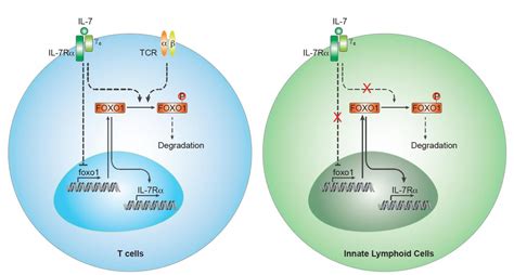 Il7 Receptor Expression Is Reg Image Eurekalert Science News Releases