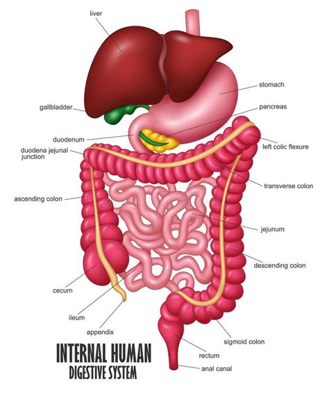 Human Digestive System Anatomical Vector Illustration Diagram With