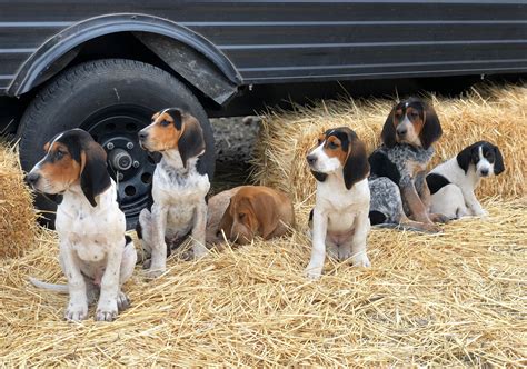 Hounds For Sale — Hk Hounds
