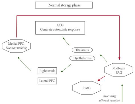 Updates Of Overactive Bladder In Pediatrics Pmc