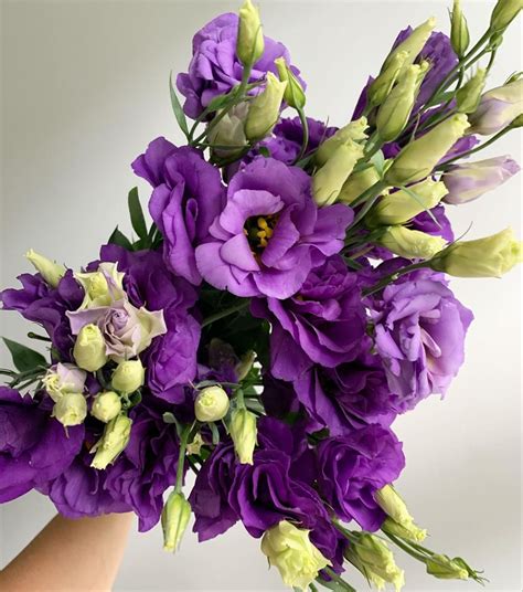 Purple Lisianthus Flower Beautiful Flowers Event Flowers Flowers