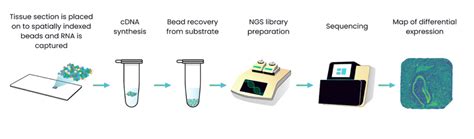 Illumina Spatial Transcriptomics Data From Curio Bioscience Is Now