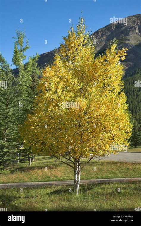 Trees With Yellow And Green Foliage In Mountain Reserve Stock Photo Alamy