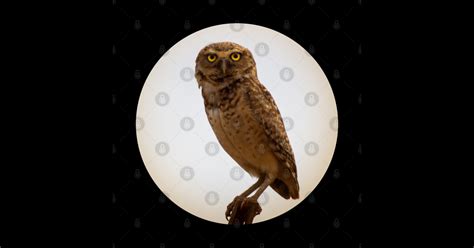 Cute Owl Owl Sticker Teepublic