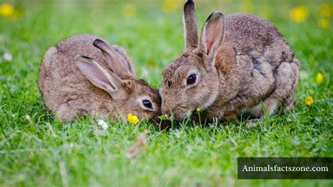 Explore Top 22 Most Docile Animals With Pictures