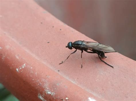 Ptecticus Japonicus From Linyi Cn Sd Cn On August 19 2023 At 0633