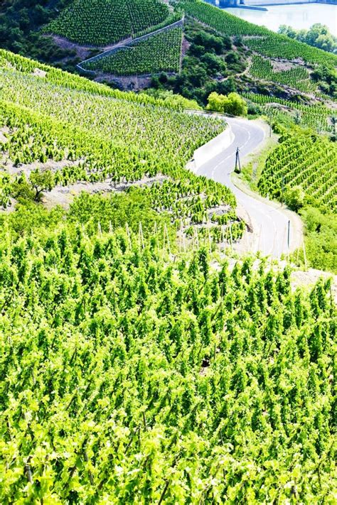 Grand Cru Vineyards Stock Image Image Of Agronomy Outdoors 15507169