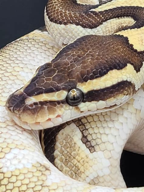 Ofy Ball Python Traits Morphpedia Ofy Ball Python Traits Morphpedia