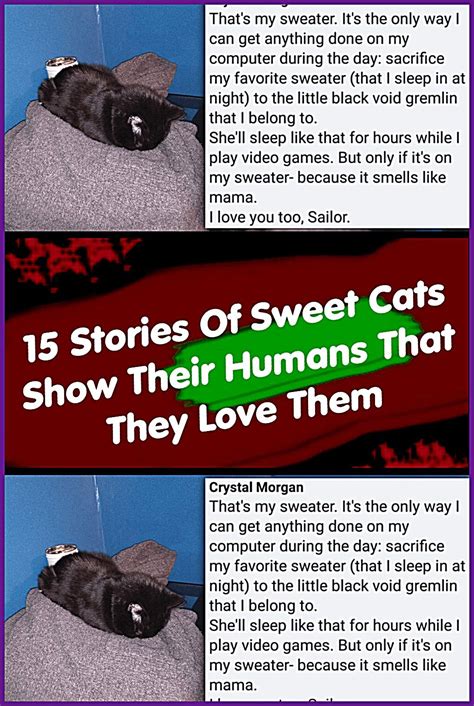 15 Stories Of Sweet Cats Show Their Humans That They Love Them Artofit