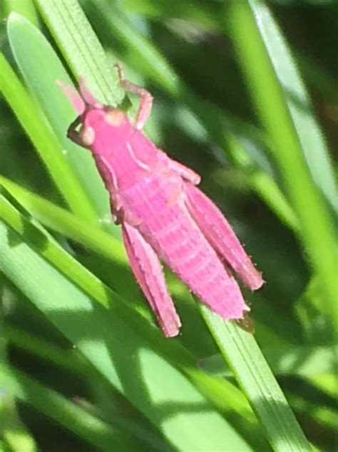 Shiny Grasshopper In Sweden Rreallifeshinies