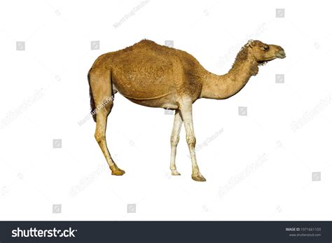 Camel Ears