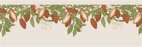 Border With Cocoa Plant Royalty Free Vector Image