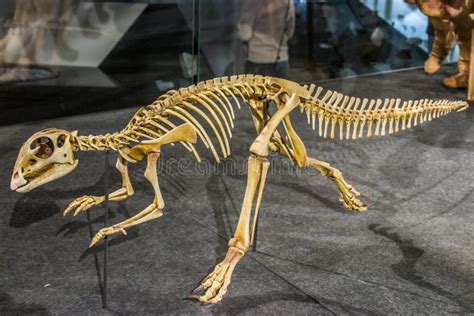 The Cast Fossil Of Hypsilophodon Foxii Editorial Photography Image Of
