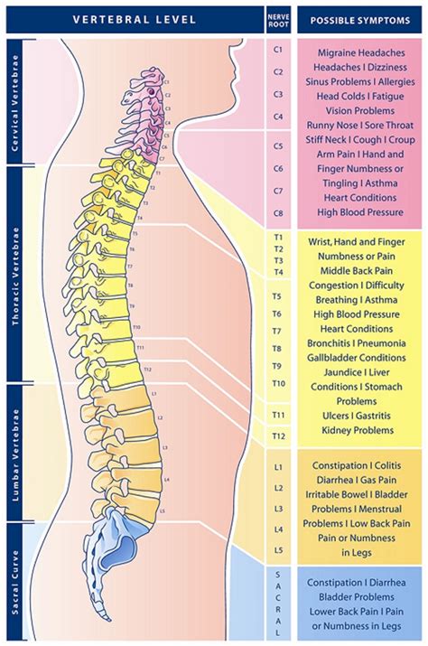 Chiropractic Spine Chart
