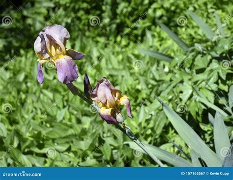 Variegated Bearded Irises Are Yellow Maroon Iris Variegata Stock