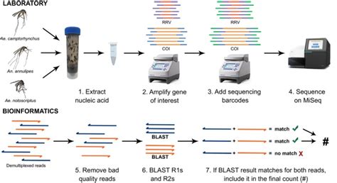 Effective Mosquito And Arbovirus Surveillance Using Metabarcoding