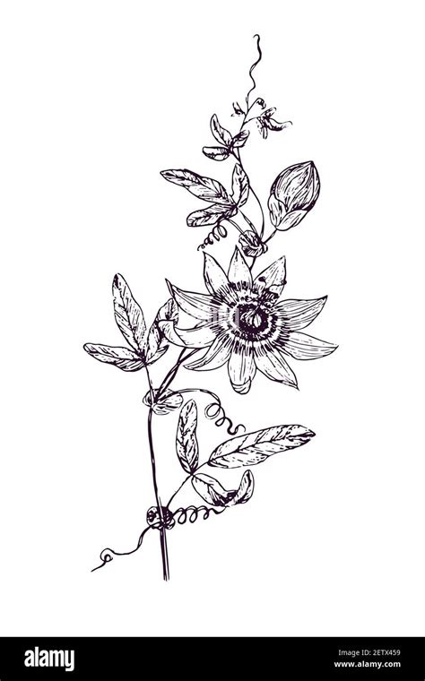 Passion Flower Plant Drawing Devotion In Lent — Church Of The Savior