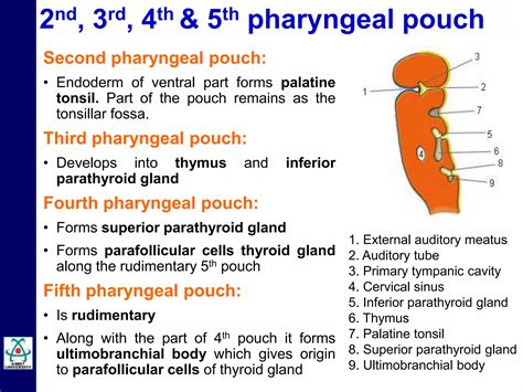 Embryology Of Pharyngeal Arches By Dr Niazur Rahman Pptx