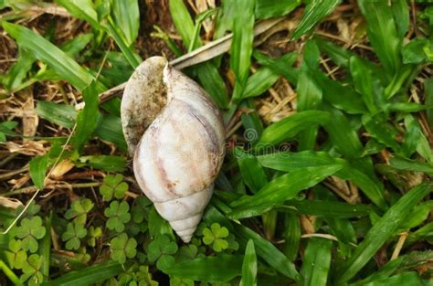 An Empty Snail Shell On Green Grass At An Outdoor Garden Stock Image Image Of Garden Field