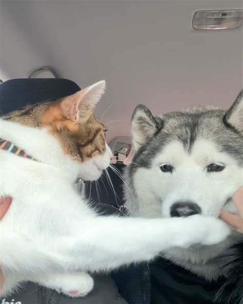 허스키 부끄는 부끄러워요 오늘은 부끄가 컨디션이 훅훅 올라와서 제가 좀 아픈데도 기운이 훅훅 나는 하루였어욬ㅋㅋㅋㅋㅋ 원래 어깨 팔 아프면 손 도 하기싫어하던애가