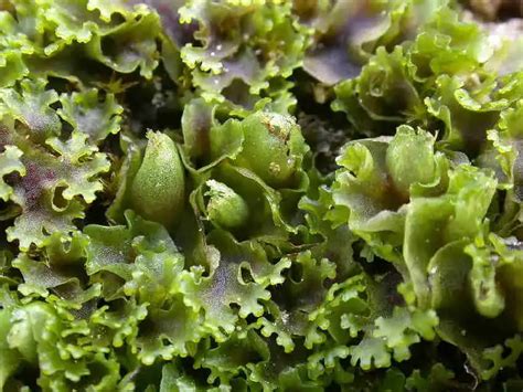 Mossphoenix · Phoenix Framework