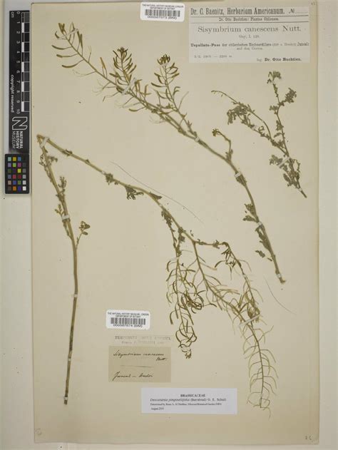 Descurainia Pimpinellifolia Barnéoud O E Schulz