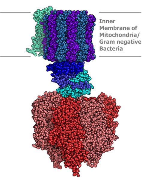 Atp Synthase Wikipedia