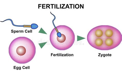 Fertilization Process With Sperm Egg And Zygote Stock Illustration Illustration Of Body