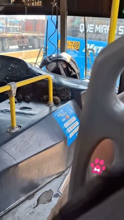 Su Primera Chamba De Firulais 🤣🤣🤣🤣 Youtube