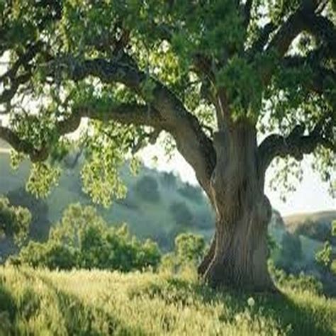 Ancient Trunk Meadow Oak Tree At Rs 4200 In Moradabad Id 8464898