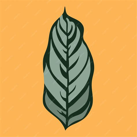 Premium Vector Marantaceae Leaf Vector Illustration Plant Floral Eps File Vintage Vector