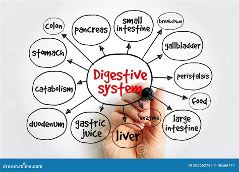 Digestive System Consists Of The Gastrointestinal Tract Plus The