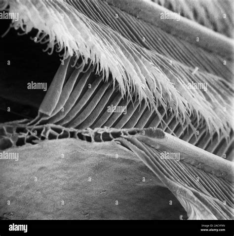 A Scanning Electron Microscope Sem Image Of A Birds Feather Stock
