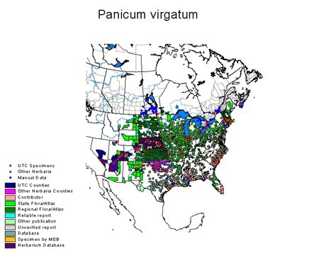 Switchgrass Panicum Virgatum