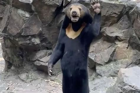 Grizzly Truth About Mysterious Chinese Zoo Bear Revealed And Its