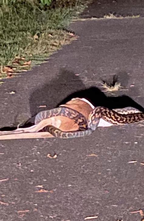 Snake Attack Giant Scrub Python Eats Wallaby At Mission Beach Near