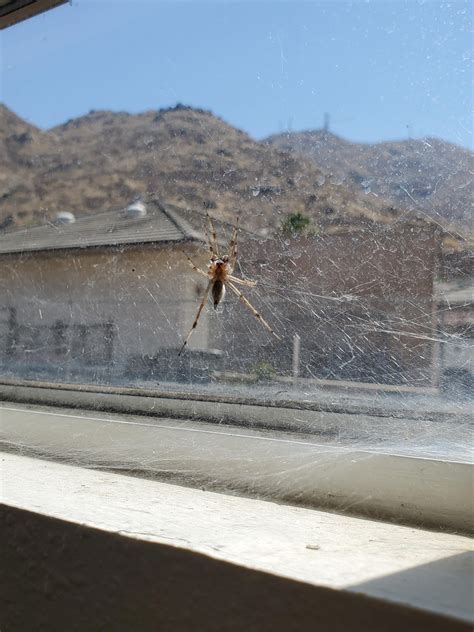 Misunderstood Spider Imgur