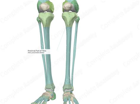 Proximal Part Of Tibia Complete Anatomy