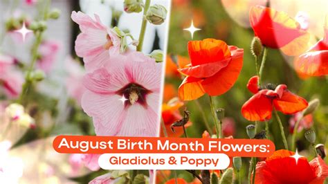 August Birth Flowers Gladiolus And Poppy Symbolism