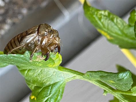 Oregon Has Cicadas But Theyre A Bit Different From Their Eastern