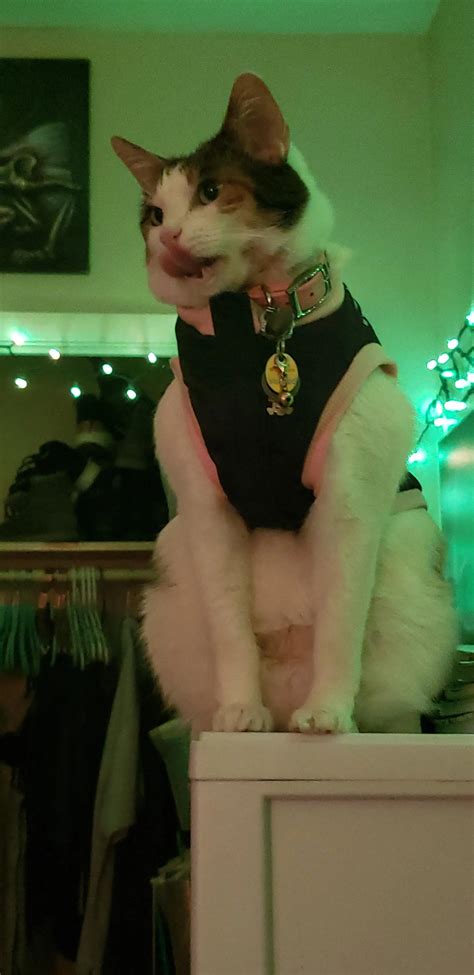 Licking Her Chops And Exposing Her Fat Rolls After A Meal Scrolller