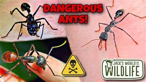 Which Ant Is Dangerous