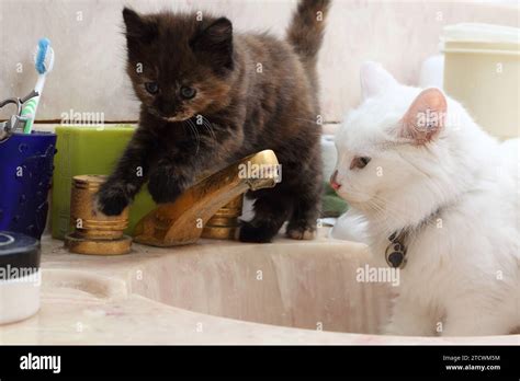 7 Weeks Old Tortoiseshell Turkish Angora Cross Kitten With Her Mother