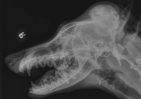 Multilobular Osteochondrosarcoma Vets On The Balkans An Online Journal For Veterinarians