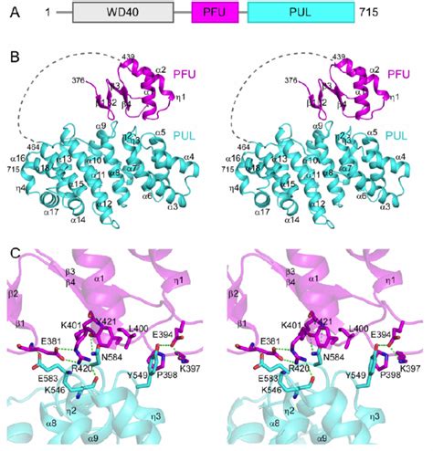 Overall Structure A Domain Structure Of Doa1 The Wd40 Pfu And Pul
